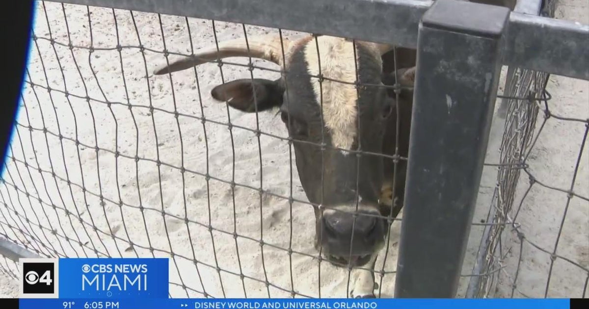 For some South Florida farms, agritourism is matter of survival - CBS Miami