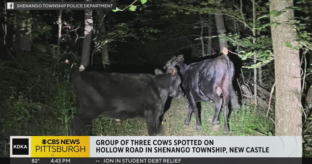 3 cows on the loose in Shenango Township - CBS Pittsburgh
