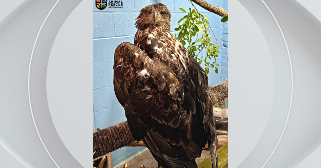 Bald eagle found in Lawrenceville needed 'weeks of specialized' care ...