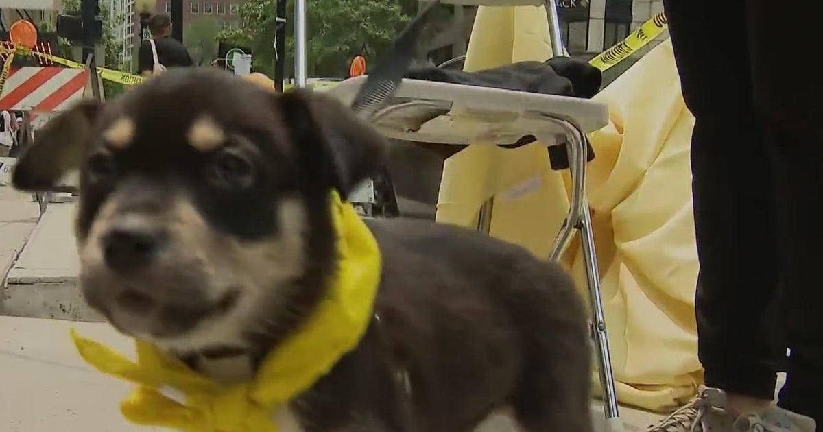 PAWS Chicago hosting 'Angels with Tails' adoption event in Barrington ...