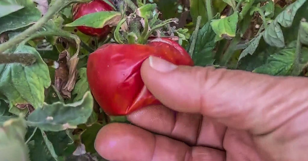 Unpredictable summer weather highlights risk for California tomato ...