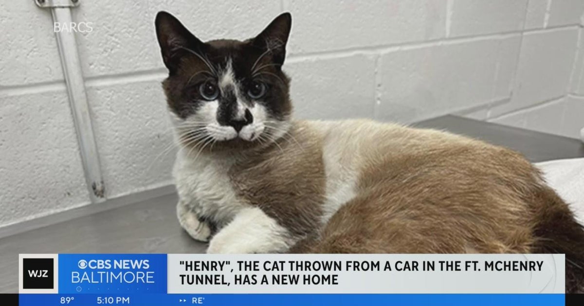 Cat thrown out at McHenry Tunnel has new home - CBS Baltimore