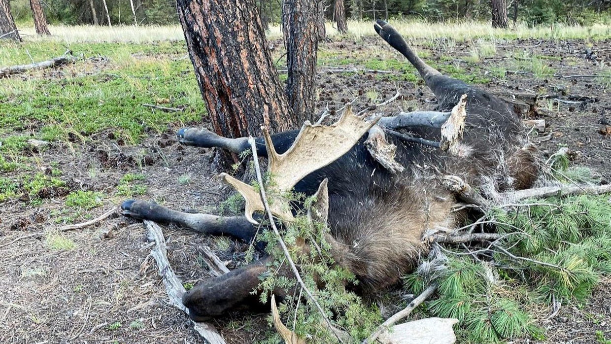 Public helps CPW capture, charge man in moose killing investigation ...