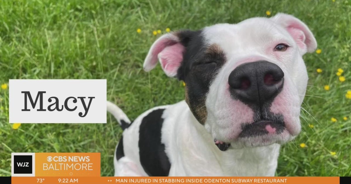 Furever Home: Meet Macy, a loving girl who just wants to cuddle - CBS ...