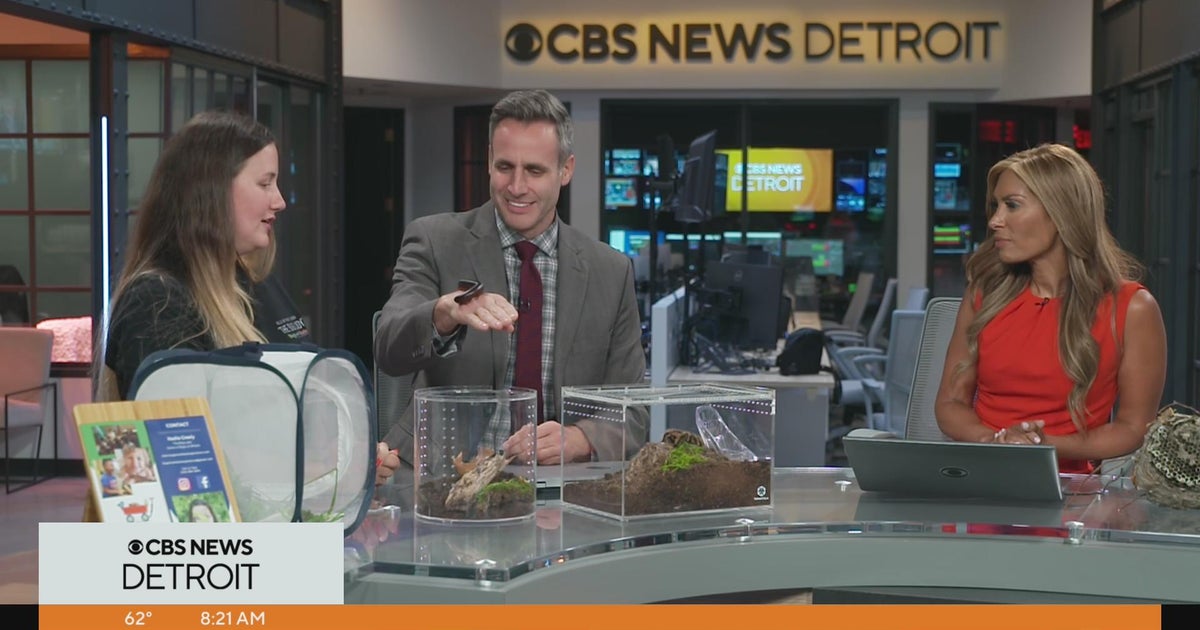 Bugs on Wheels on display Tuesday at The Village of Rochester Hills ...