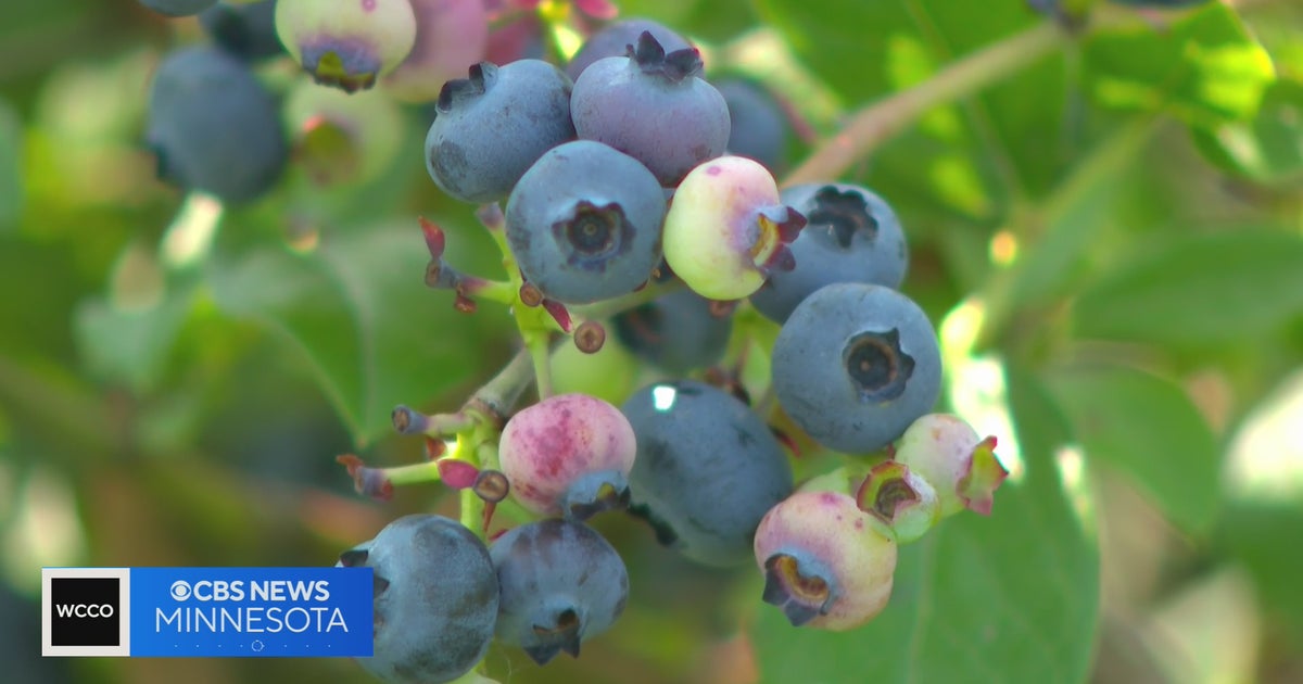 Blueberry farmers fear spoilage as extreme heat engulfs Minnesota - CBS ...