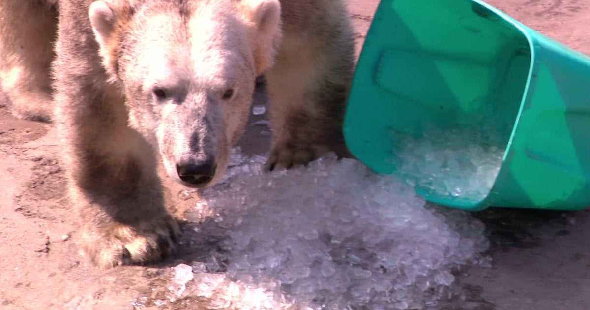 Animals and humans alike work hard to beat the heat at Como Zoo - CBS ...