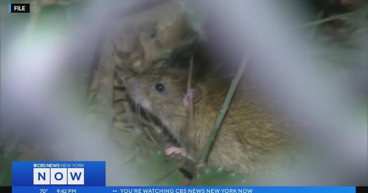 Mayor says calls about rat sightings dropped after changes implemented ...