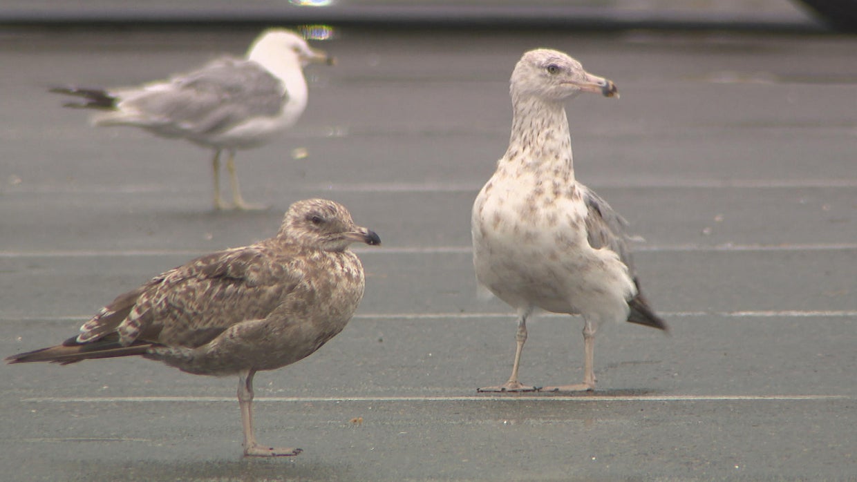 'They're vicious': Aggressive seagulls force Sullivan's Castle Island ...