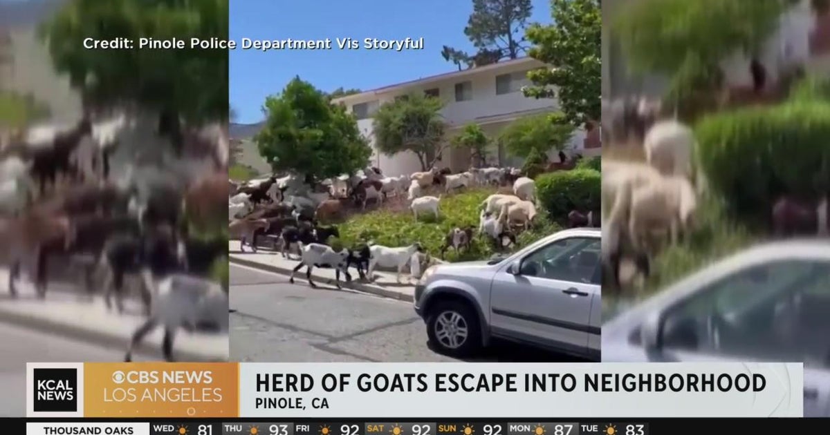Pinole police officers try and herd goats in Bay Area neighborhood ...