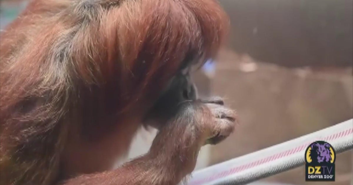 Denver Zoo throws baby shower for Eirina the orangutan - CBS Colorado