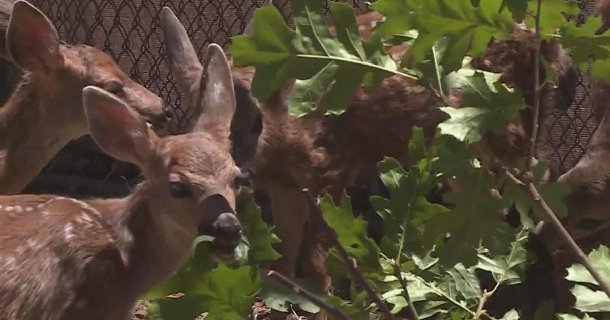 Volunteers needed to care for orphaned and injured fawns - CBS Sacramento