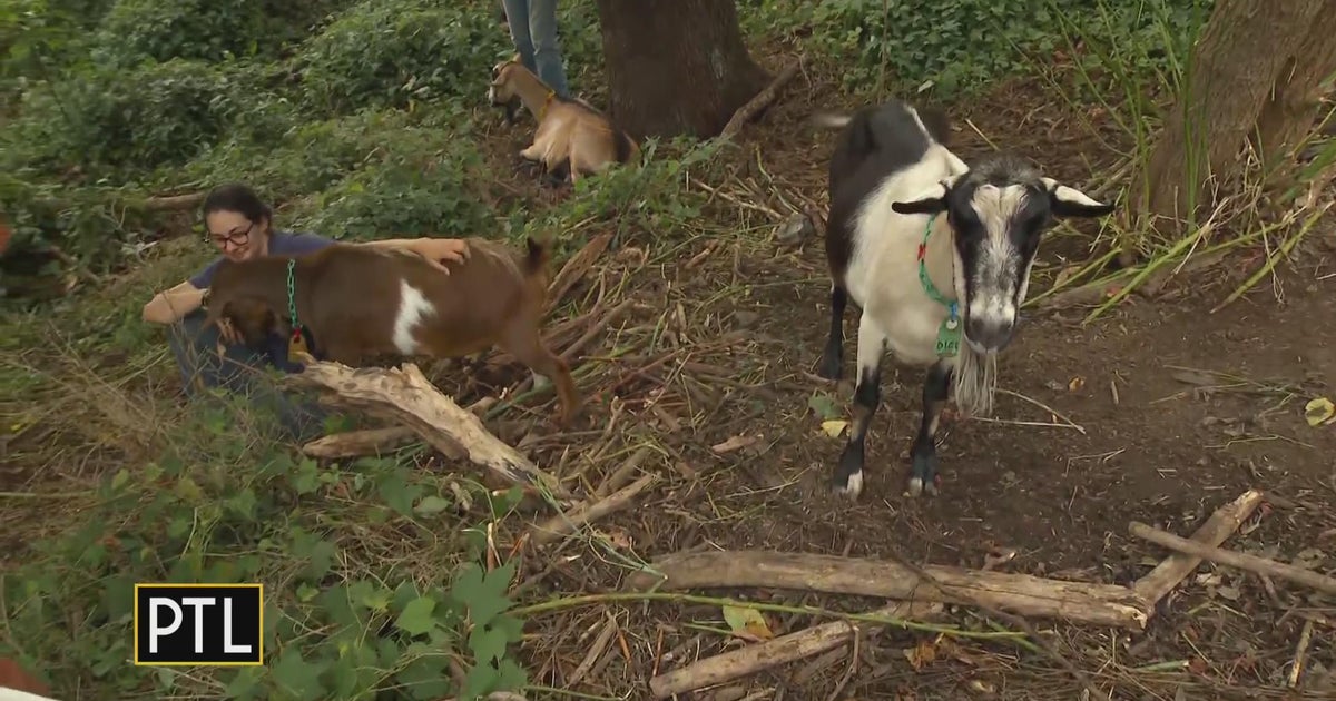This festival is the GOAT - CBS Pittsburgh