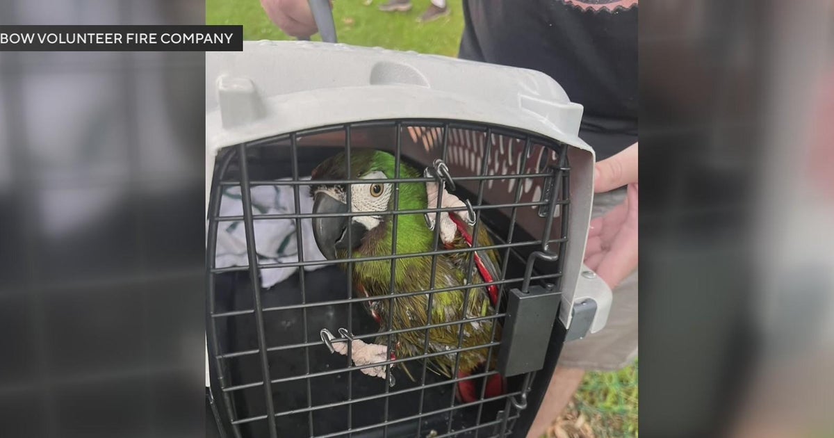 Volunteer fire company bands together to rescue escaped parrot - CBS ...