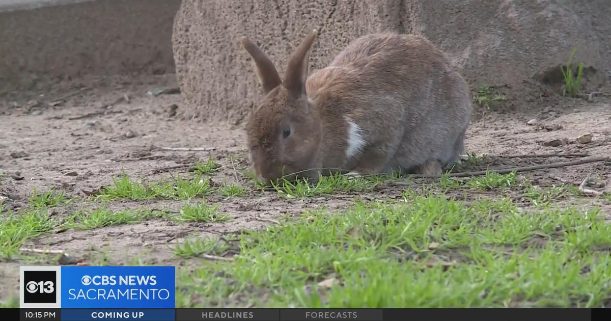 New efforts underway to rescue rabbits abandoned at Citrus Heights park ...