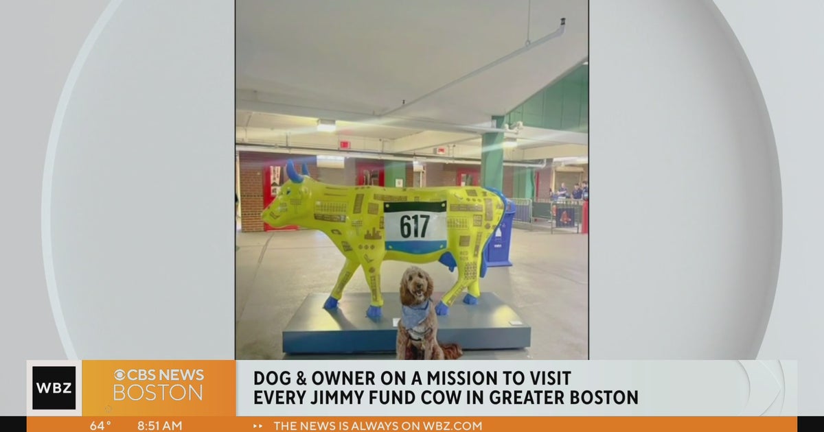 Dog Finley and his owner will visit all 75 Jimmy Fund cows this summer ...