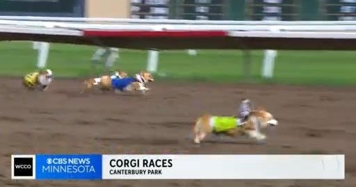 Welsh Corgis race at Canterbury Park - CBS Minnesota