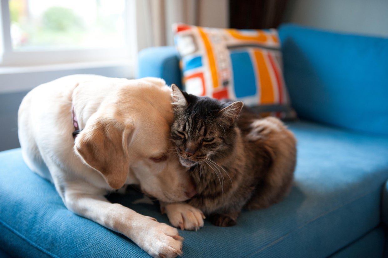 With pets being treated like family, businesses aim to meet new needs ...