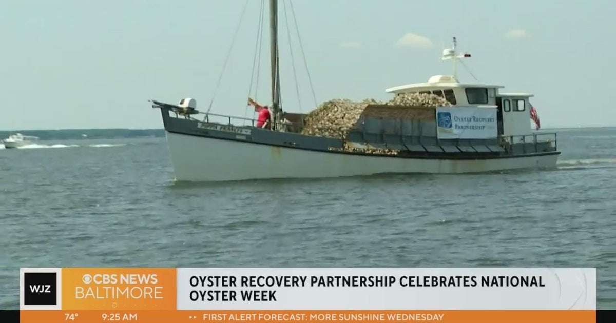 Oyster Recovery Partnership celebrating National Oyster Week - CBS ...