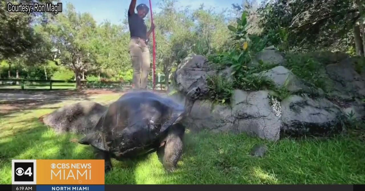 Zoo Miami keeping watchful eye on animals during heat wave - CBS Miami