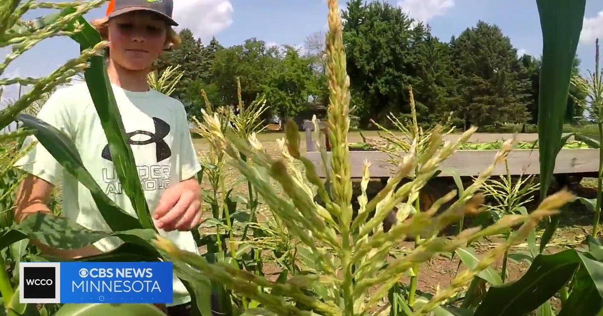 Sweet Corn Growers Fight Drought, Embrace Tradition as Crop Reaches ...