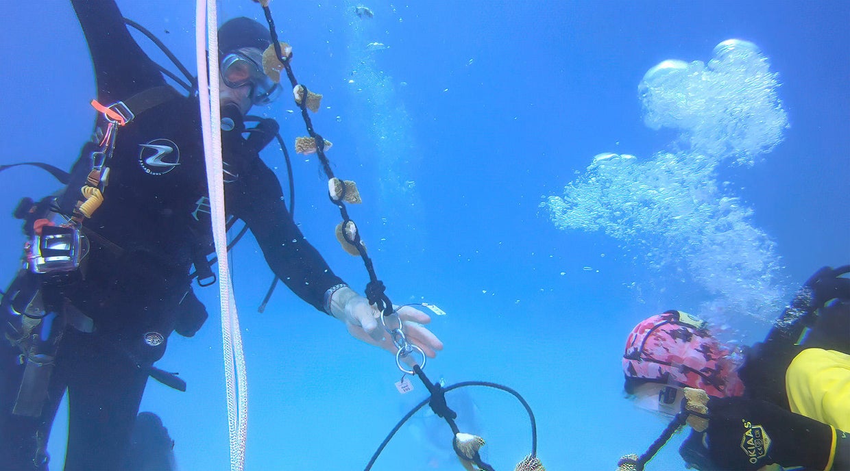 Coral in Florida Keys nursery being moved to cooler waters - CBS Miami