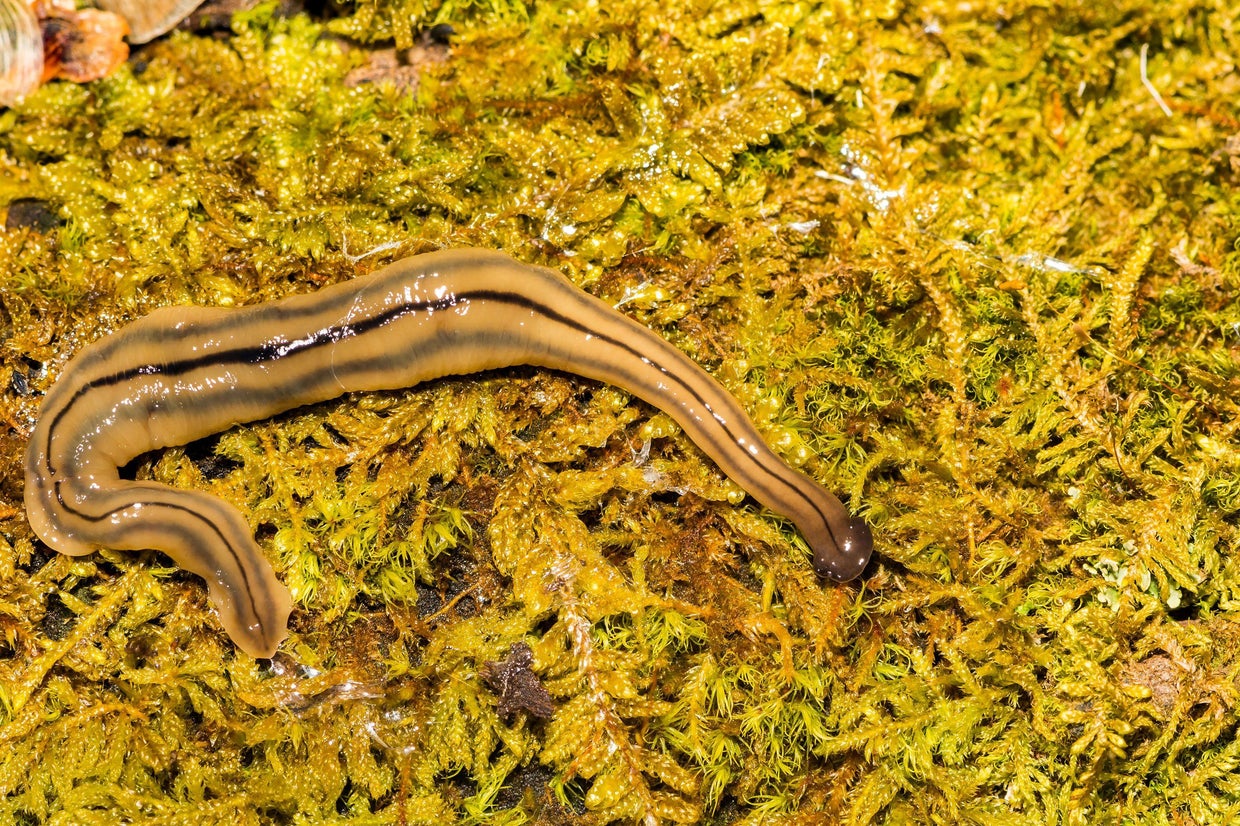 Meet — but don't touch — the toxic invasive worm that experts say has ...