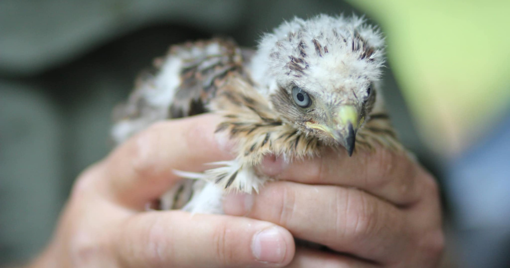 Pittsburgh firefighters help return baby hawk to its nest - CBS Pittsburgh