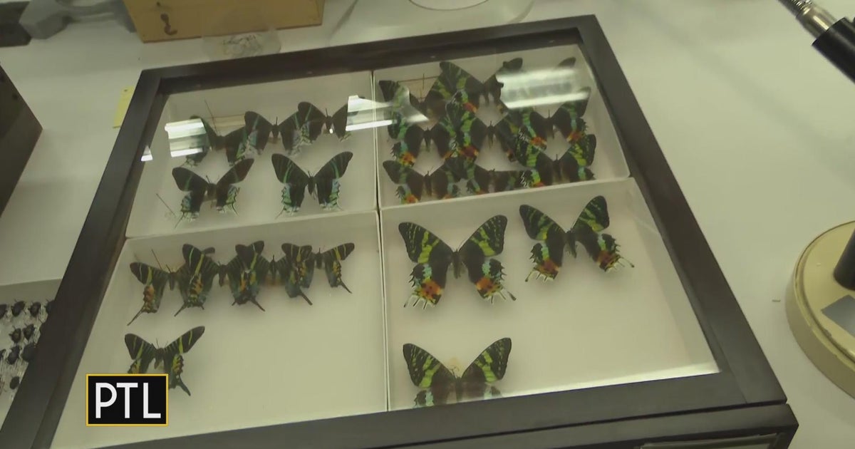 The 'bug room' at Carnegie Museum of Natural History - CBS Pittsburgh