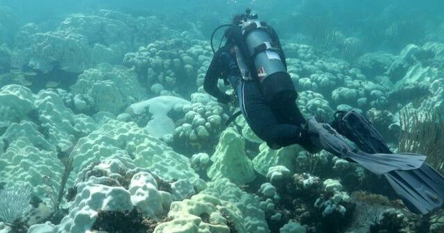 Urgent effort underway to save coral reefs from rising ocean temperatures off Florida Keys - CBS ...