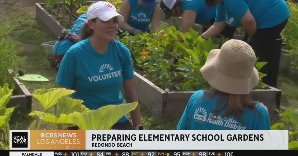 Redondo Beach elementary school gardens getting ready for students - CBS Los Angeles