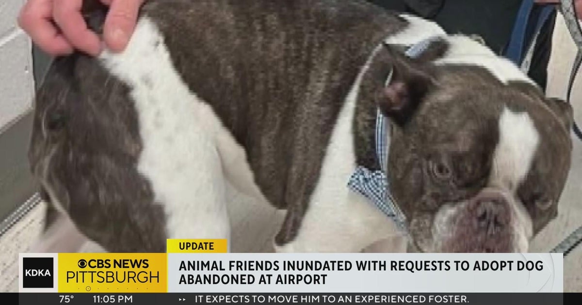 Animal Friends 'inundated' with requests to adopt abandoned dog - CBS ...