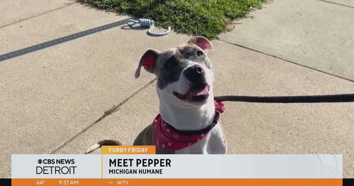Furry Fridays: Meet Bananas and Pepper - CBS Detroit