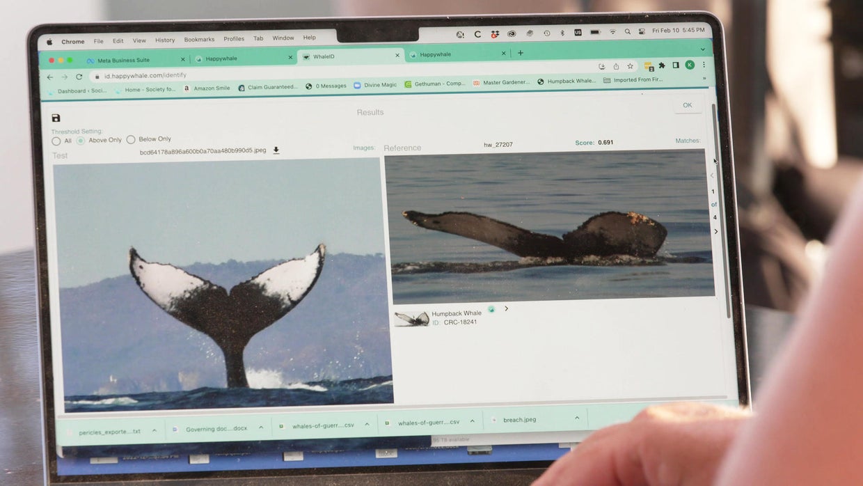 Facial recognition? How about tail recognition? Identifying individual humpback whales online ...