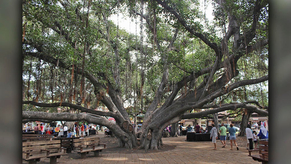 Lahaina's 150-year-old banyan tree that was charred by the wildfires is ...