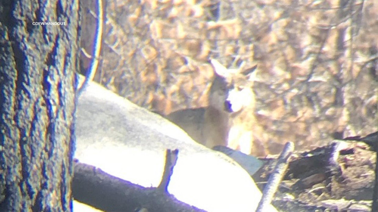 New California gray wolf pack spotted in Sequoia National Forest, 200 ...