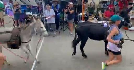 Competitors celebrate big wins in pack burro races - CBS Colorado