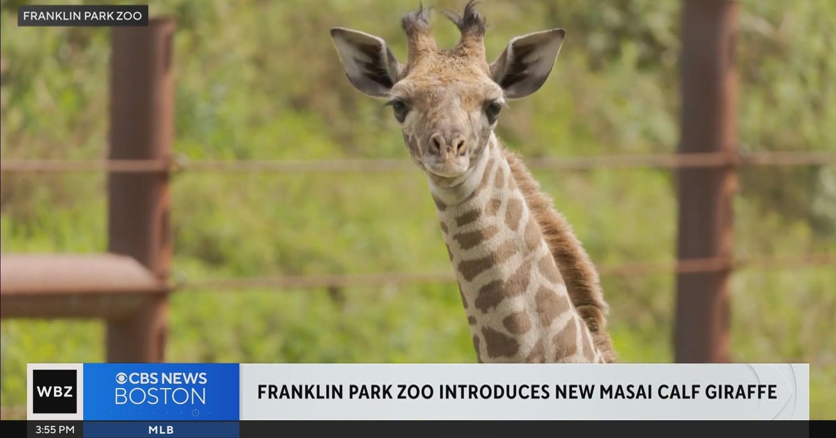 Franklin Park Zoo introduces new giraffe calf - CBS Boston