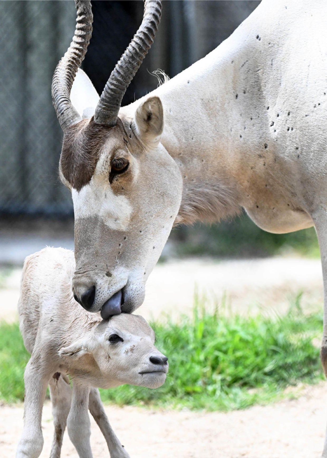 Critically endangered African antelope calf born at Brookfield Zoo ...