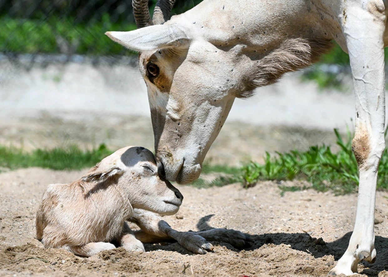 Critically endangered African antelope calf born at Brookfield Zoo ...