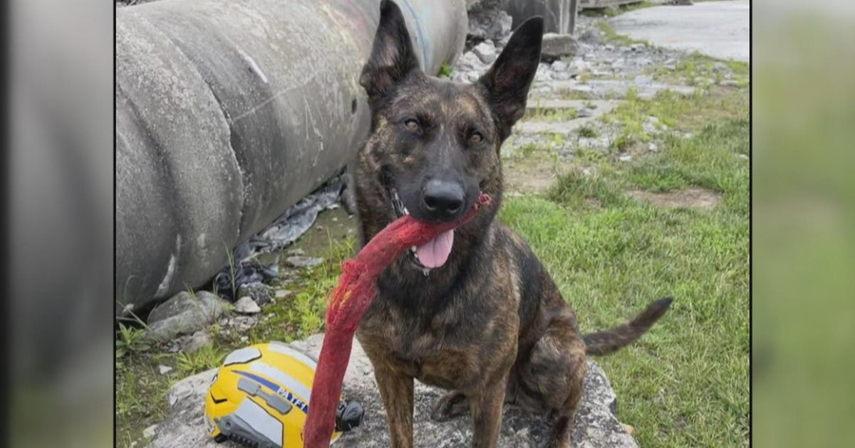 Pennsylvania Task Force 1 K-9 heads to Hawaii to help in Maui fires ...