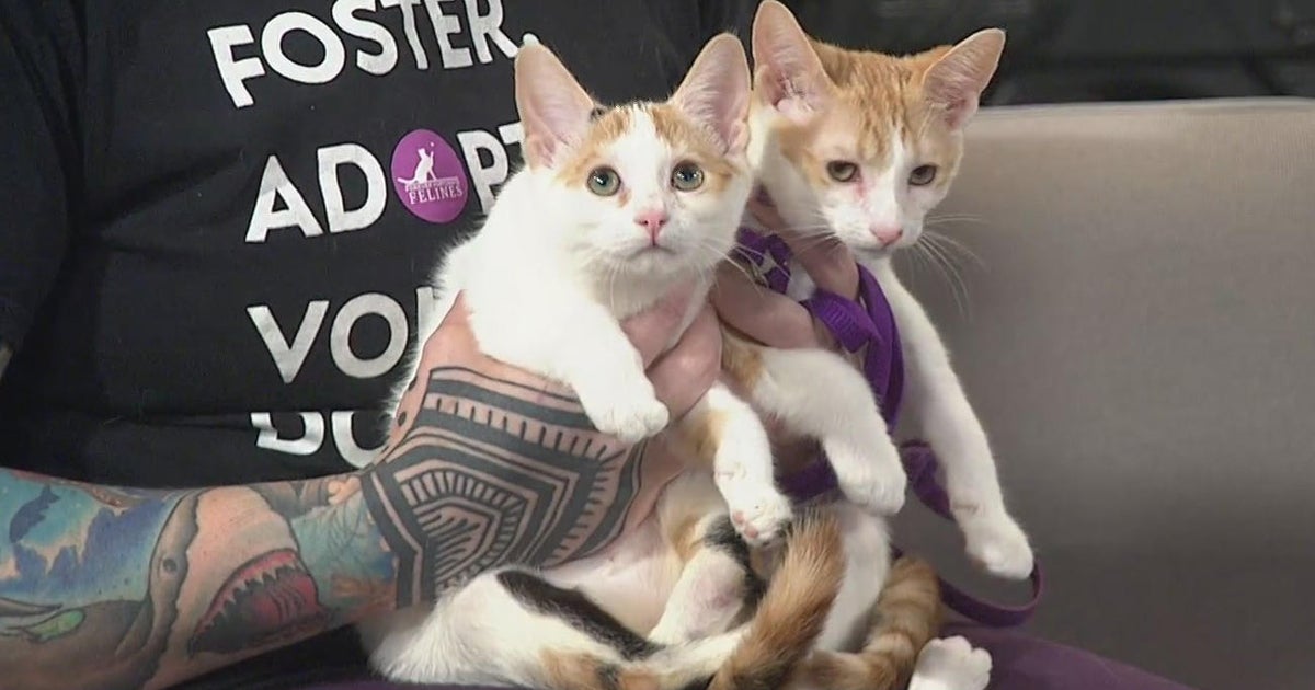 Pet Rescue Spotlight: Forever Fortunate Felines - CBS Chicago