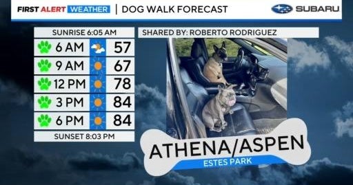 Athena & Aspen join Dog Walk Forecast - CBS Colorado