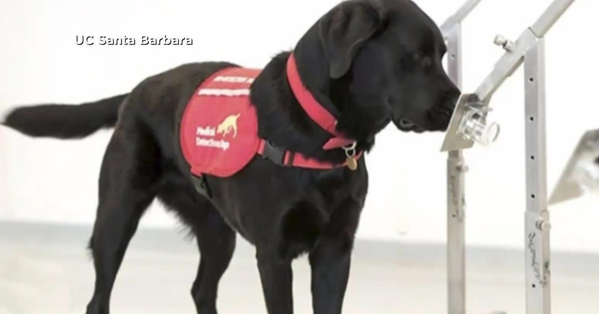 Dogs may be more effective than PCR tests to detect COVID - CBS Chicago