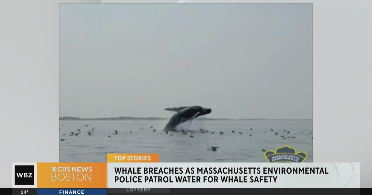 Video shows whale breach in front of Mass. Environmental Police patrol ...