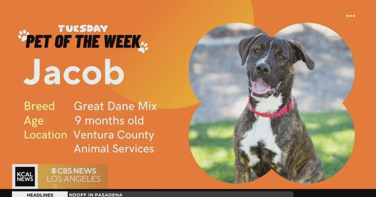 Pet of the Week: Jacob, a Great Dane mix - CBS Los Angeles