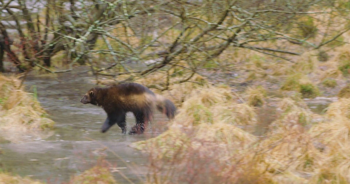 Wolverines could be next up for reintroduction in Colorado - CBS Colorado