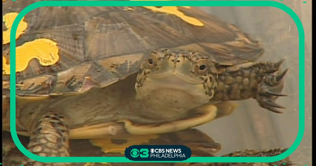 Don't kiss or snuggle with your turtle! Salmonella infections on the ...