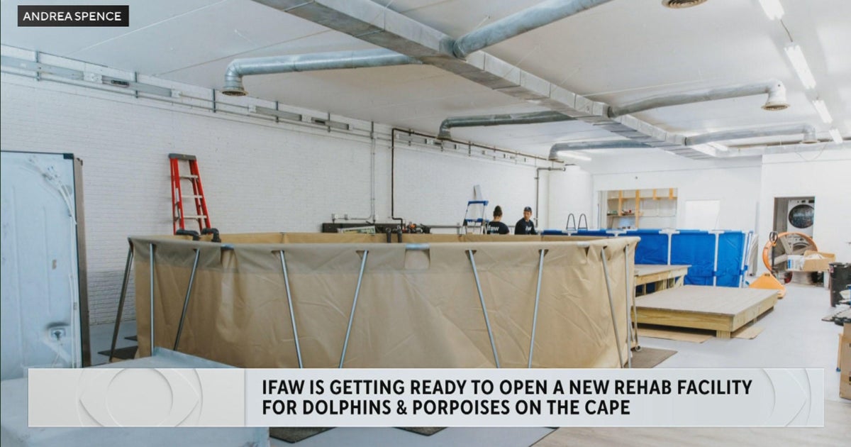Cape Cod to get its first dolphin hospital - CBS Boston
