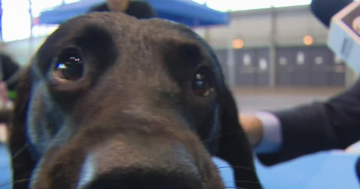 CBS 2's Brad Edwards gets a preview of the Great American Dog Show in ...
